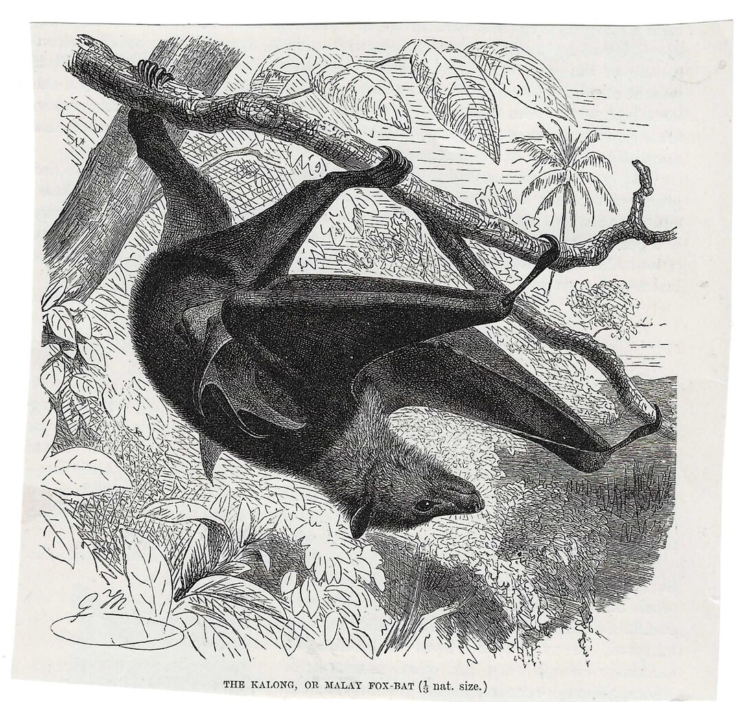 Antique Malaysian Fox Bat Print, 1800s Engraving Illustration - Etsy