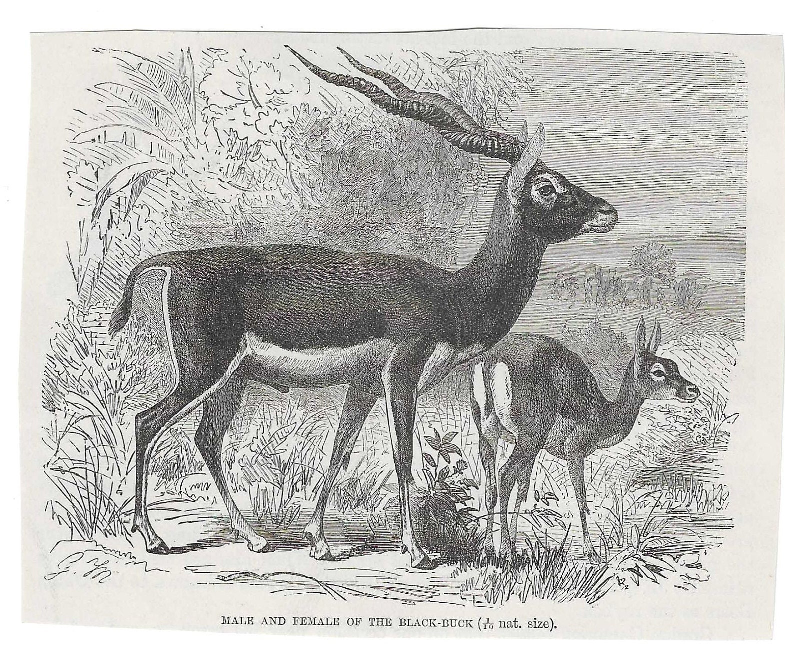 Antique Black Buck Deer Print, 1800s Vintage Engraving - Etsy
