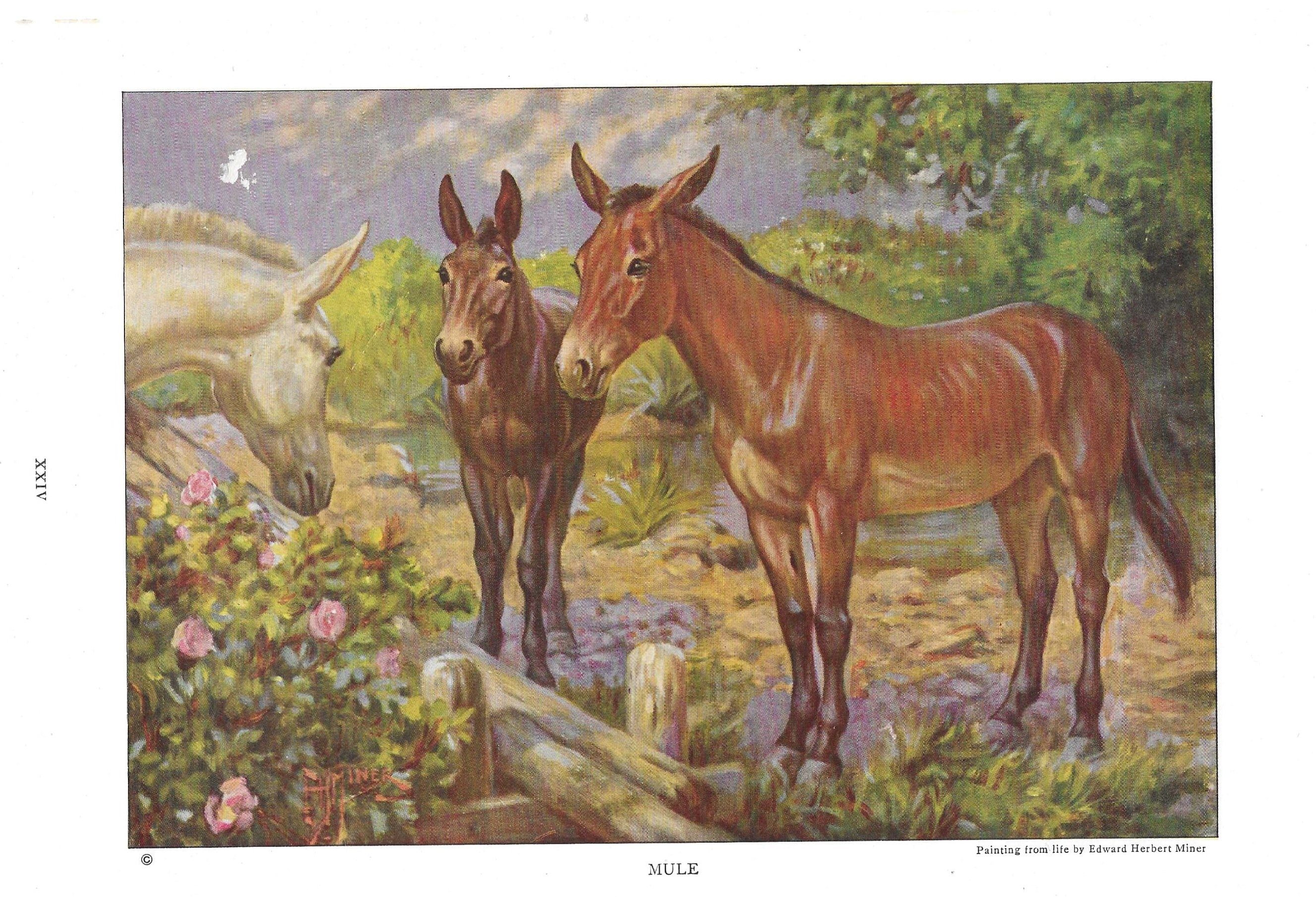 MULES Antique Color Print Vintage Illustration Animal Pet Lovers Art ...