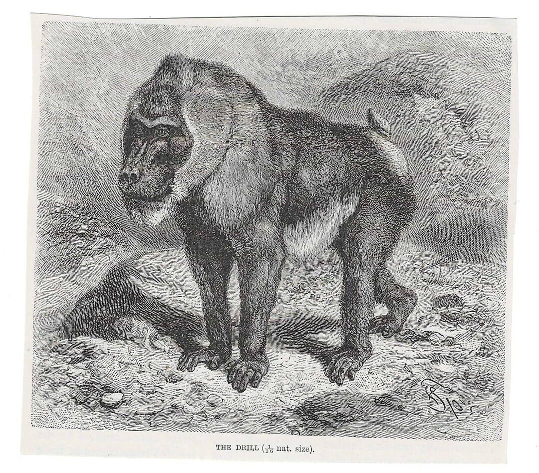 Antique Print MANDRILL APE Vintage Engravings 1800's Illustration ...