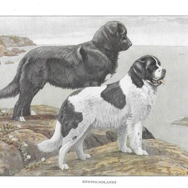 Antique Newfoundland Dog - Etsy