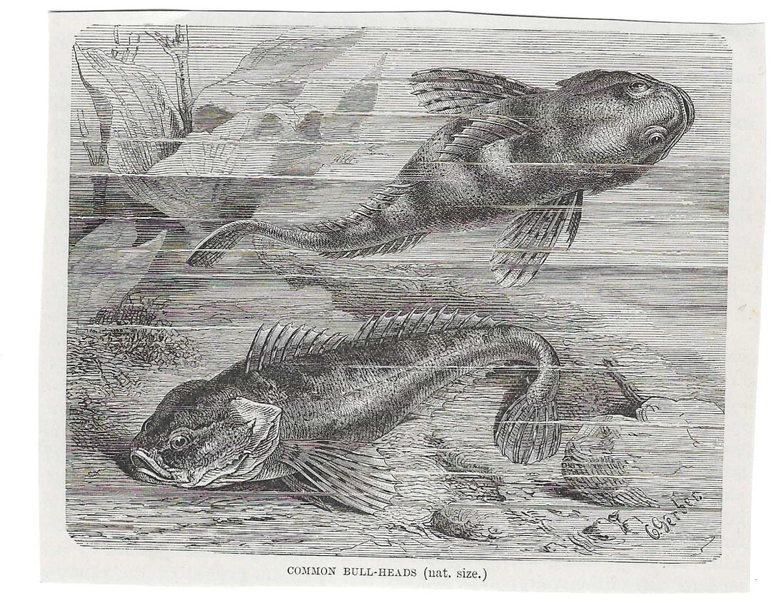 Antique Print BULLHEAD CATFISH FISH Vintage Engraving 1800's ...