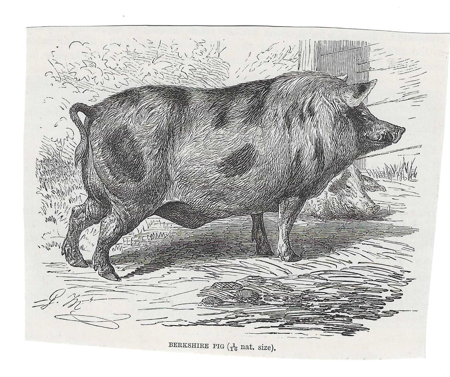 Antique Print BERKSHIRE PIG HOG Vintage Engraving 1800's Illustration ...