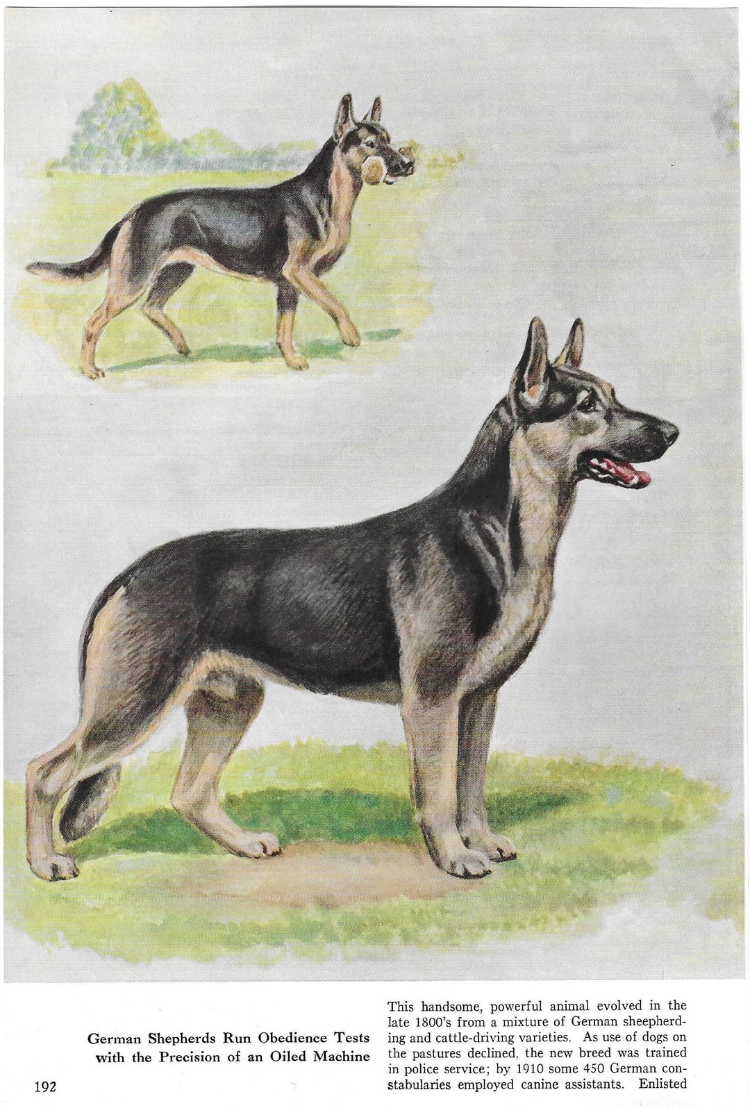 GERMAN SHEPHERD DOG Antique Color Print Vintage Illustration - Etsy