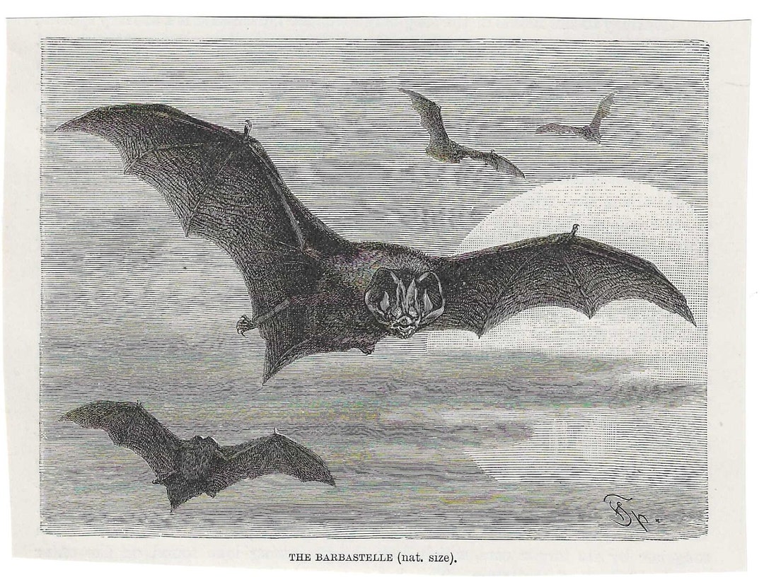 Antique Print BARBASTELLE BATS Vintage Engraving 1800's Illustration ...