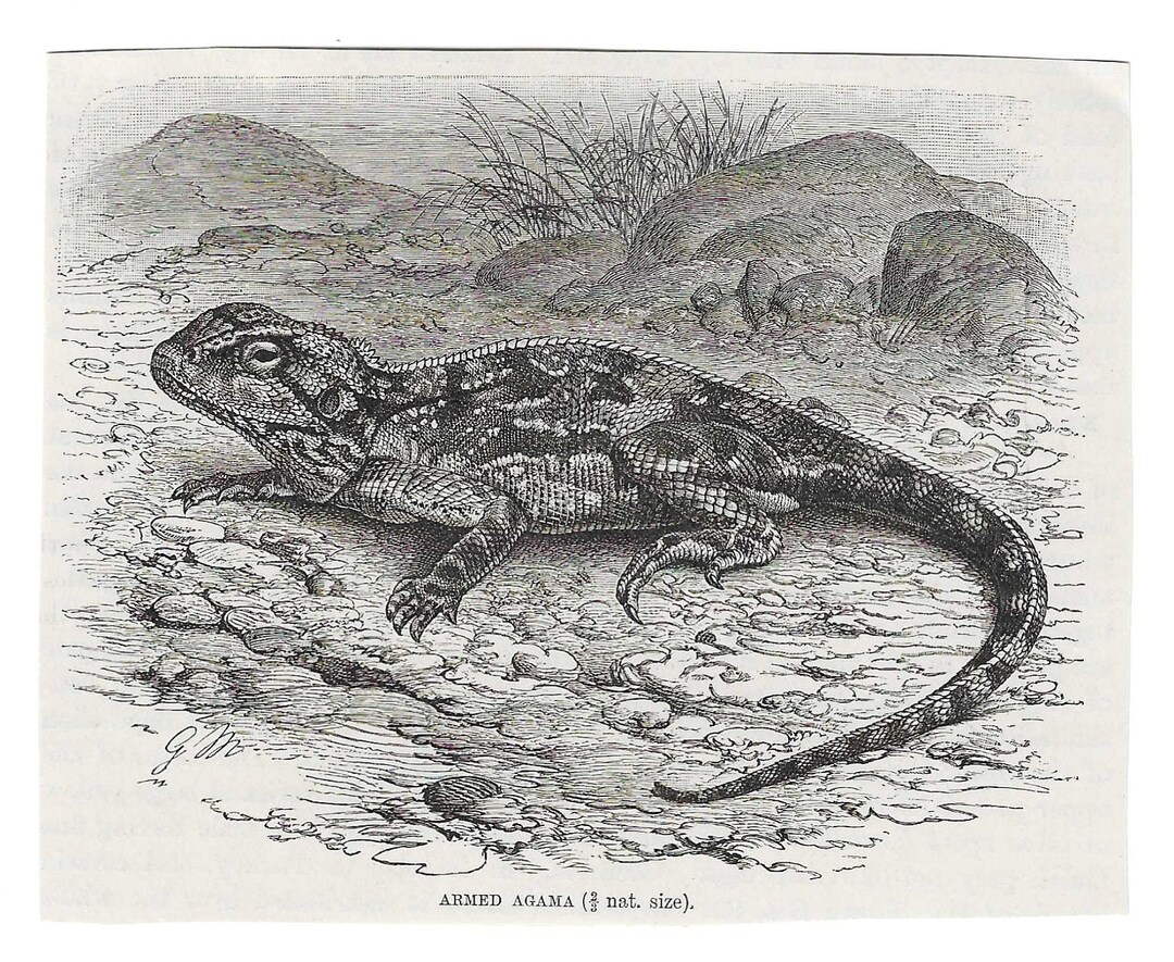 Antique Print ARMED AGAMA LIZARD Vintage Engraving 1800's Illustration ...