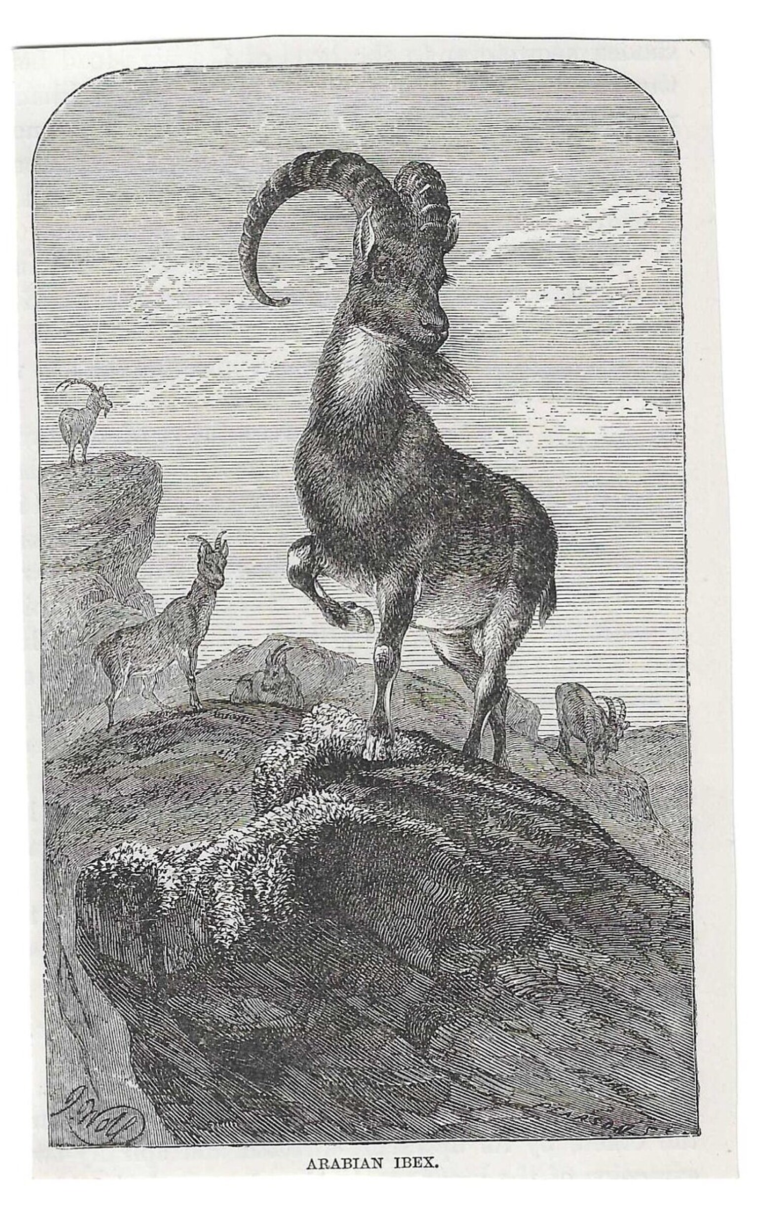 Antique Print IBEX GOAT Vintage Engraving 1800's Illustration Animal ...