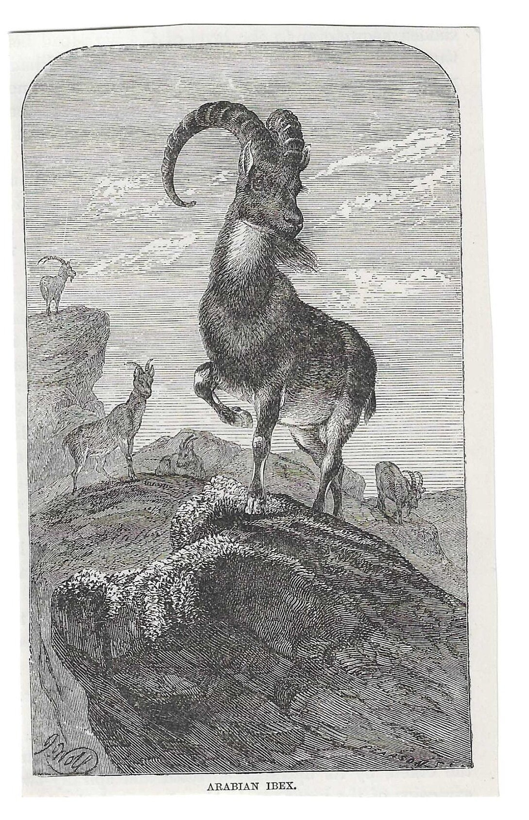 Antique Print IBEX GOAT Vintage Engraving 1800's Illustration Animal ...