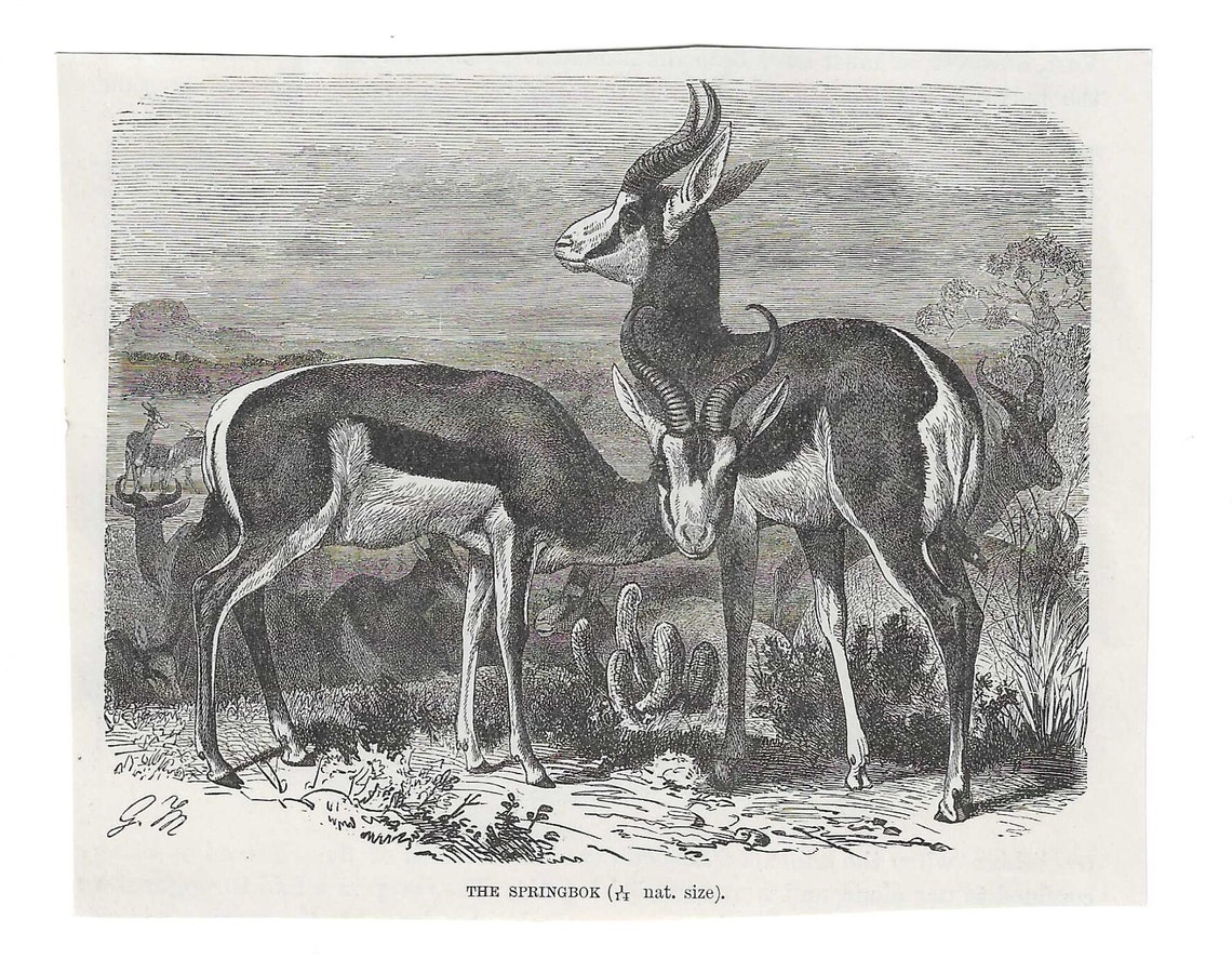 Antique Print SPRINGBOK ANTELOPE Vintage Engraving 1800's Illustration ...