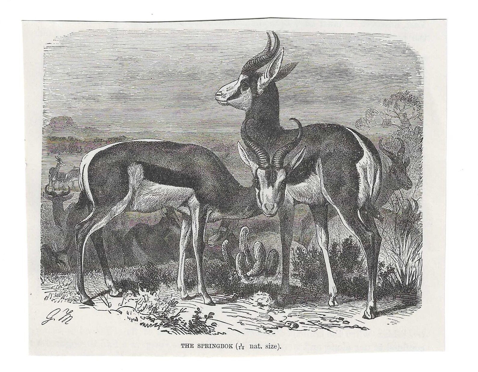 Antique Print SPRINGBOK ANTELOPE Vintage Engraving 1800's - Etsy