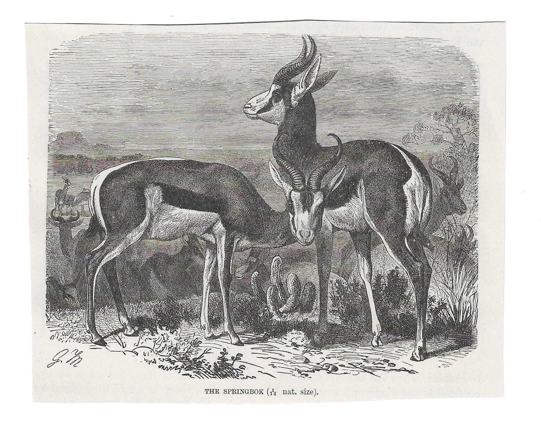 Antique Print SPRINGBOK ANTELOPE Vintage Engraving 1800's - Etsy