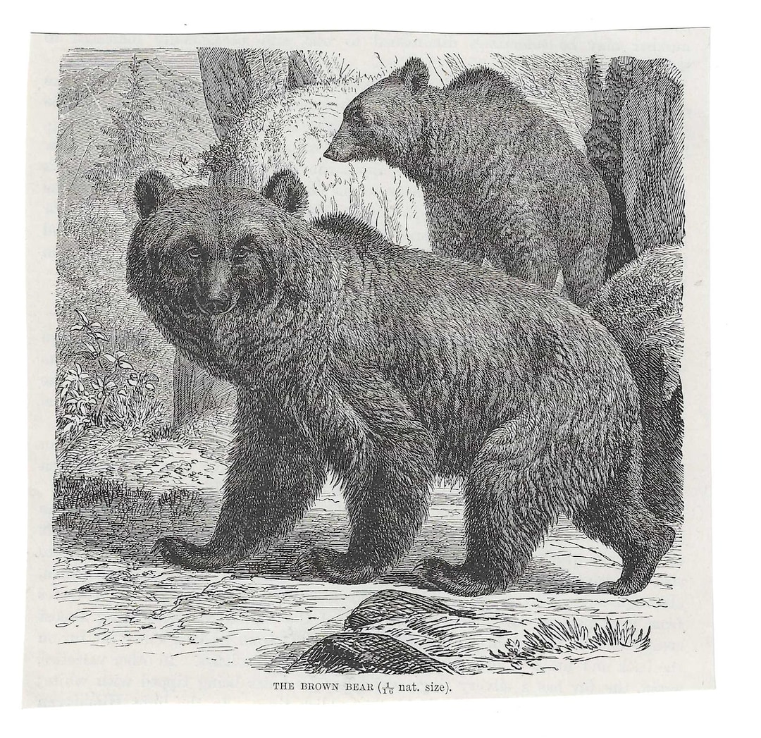 Antique Print BROWN BEARS Vintage Engraving 1800's Illustration Animal ...