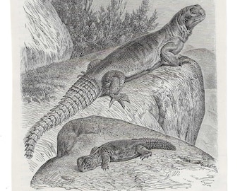 Antique Print CUTE DONKEYS Vintage Engraving 1800's Illustration Animal ...