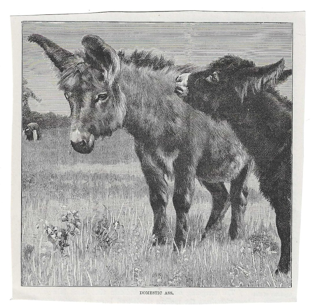 Antique Print ADORABLE DONKEYS Vintage Engraving 1800's Illustration ...