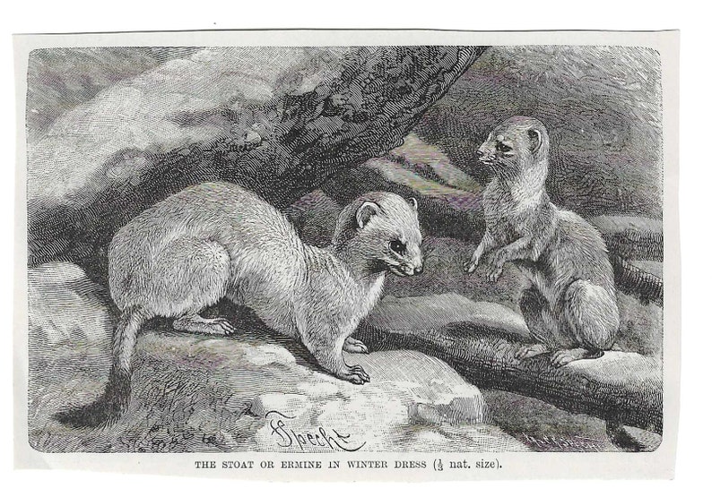 Antique Print ERMINE WEASEL Vintage Engraving 1800's Illustration ...