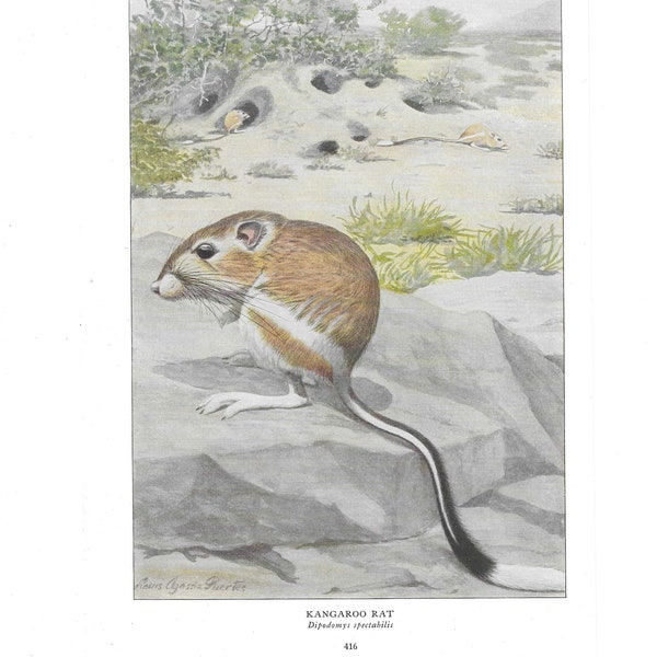 Kangaroo Rat - Etsy
