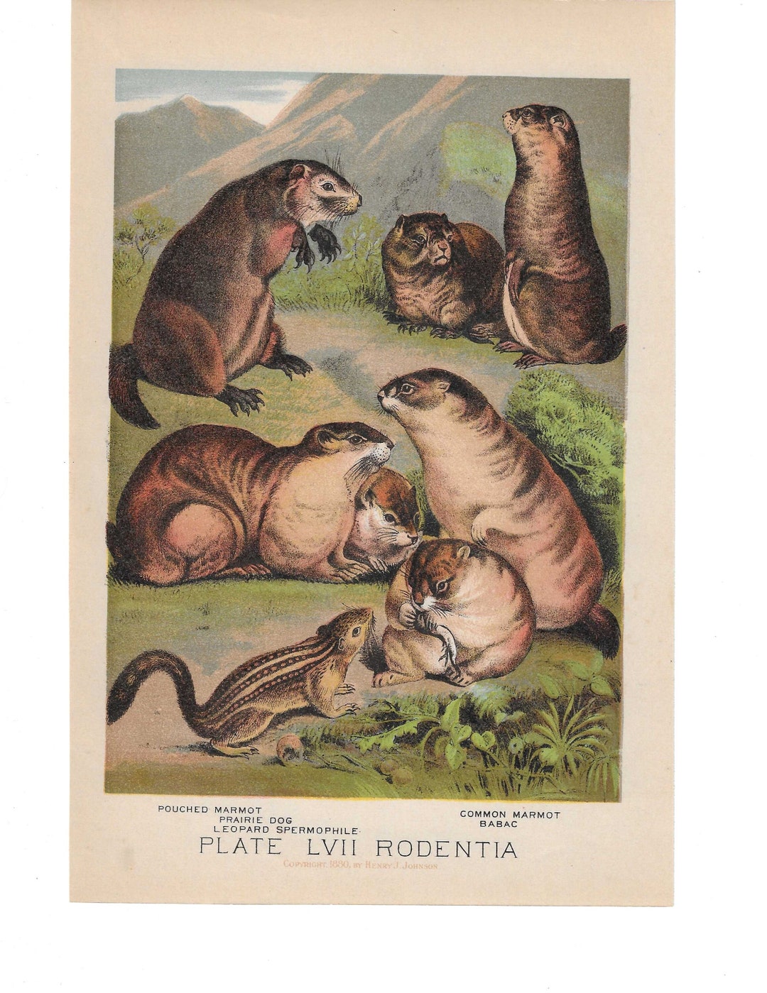PRAIRIE DOGS and MARMOTS Antique Color Print Vintage Illustration ...