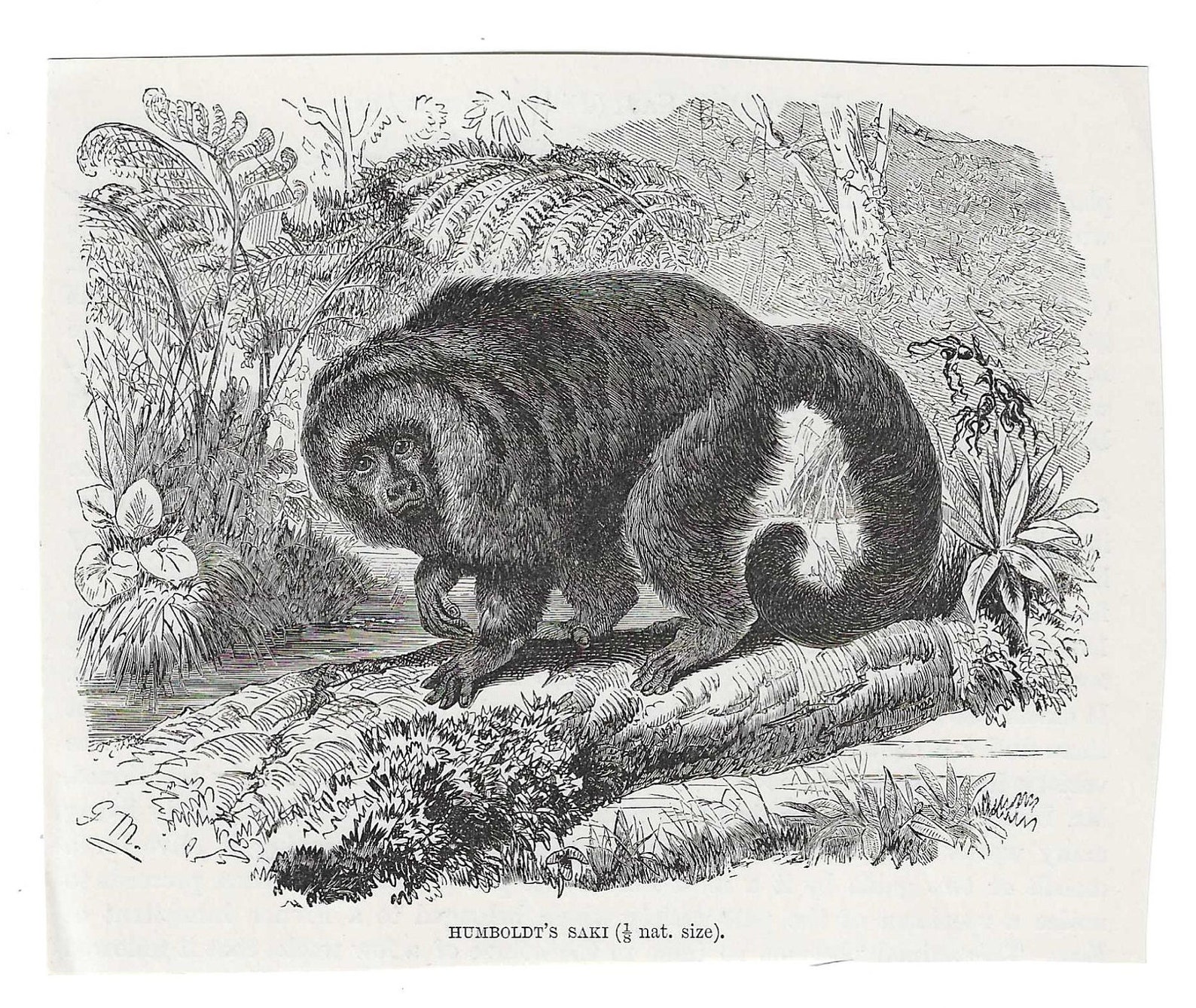 Antique Print SAKI MONKEY Vintage Engraving 1800's Illustration Animal ...