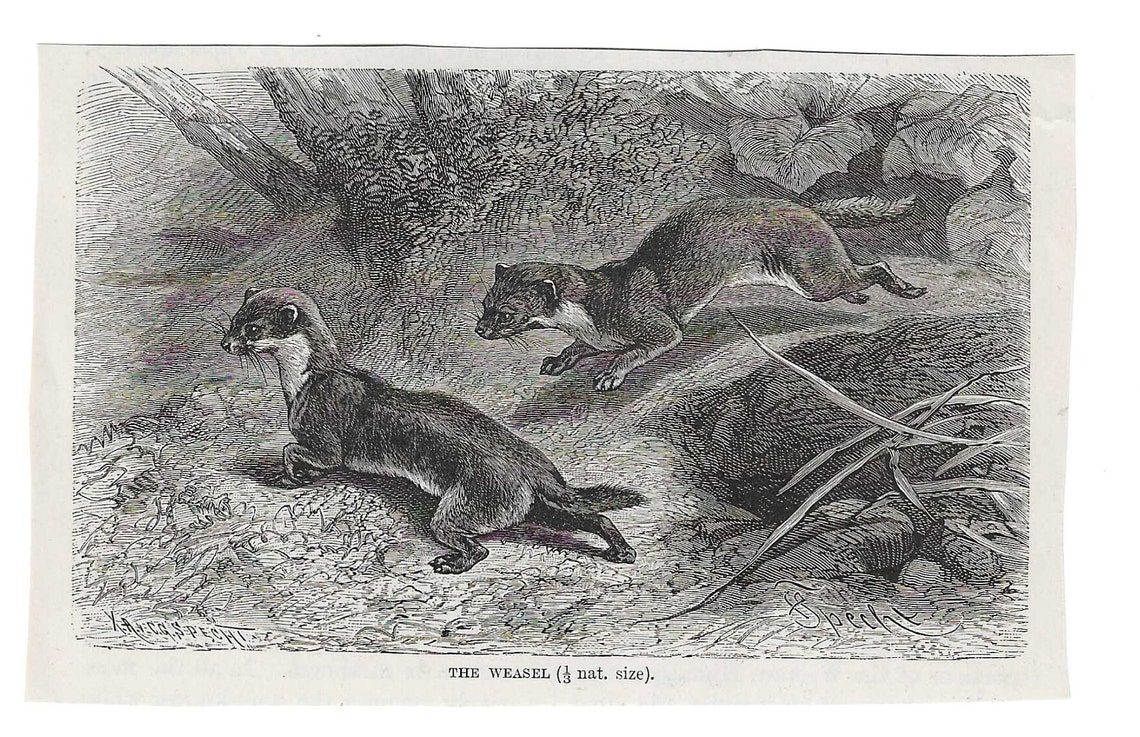 Antique Print CUTE WEASELS Vintage Engraving 1800's Illustration Animal ...