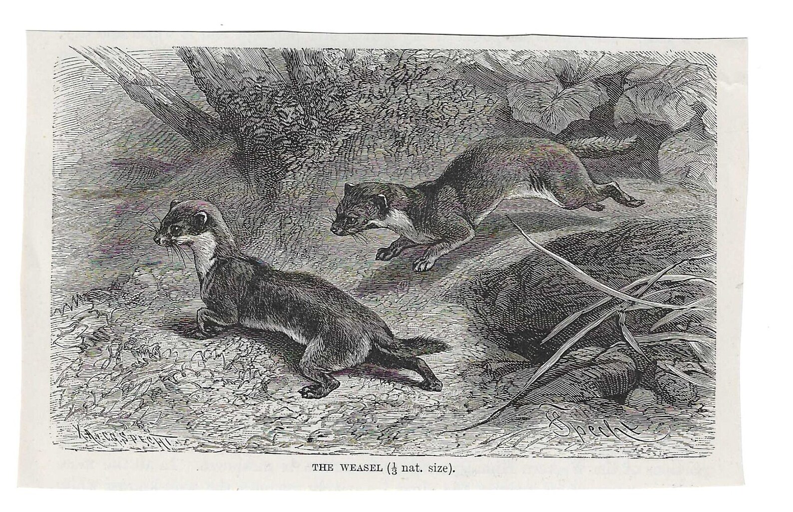 Antique Print CUTE WEASELS Vintage Engraving 1800's Illustration Animal ...