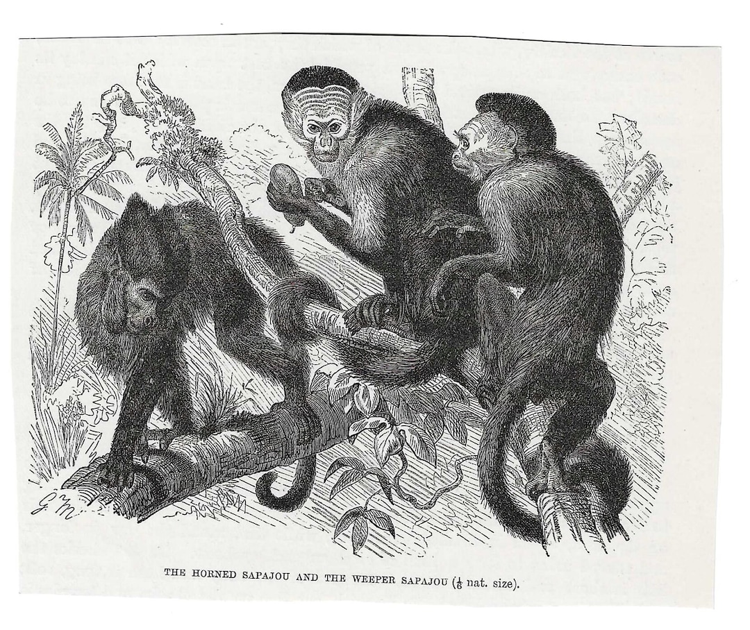 Antique Print HORNED SAPAJOU MONKEYS Vintage Engraving 1800's ...