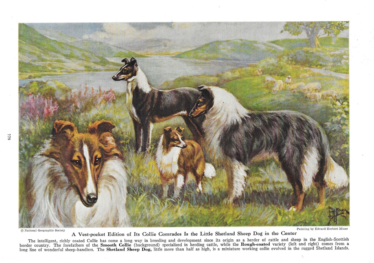 PRETTY COLLIE DOGS Antique Color Print Vintage Illustration Animal Pet ...