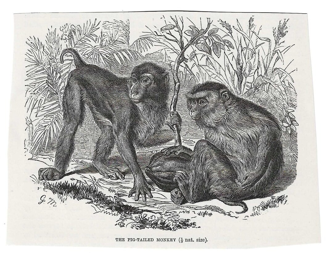 Antique Pig Tailed Monkeys Print, 1800s Engraving - Etsy