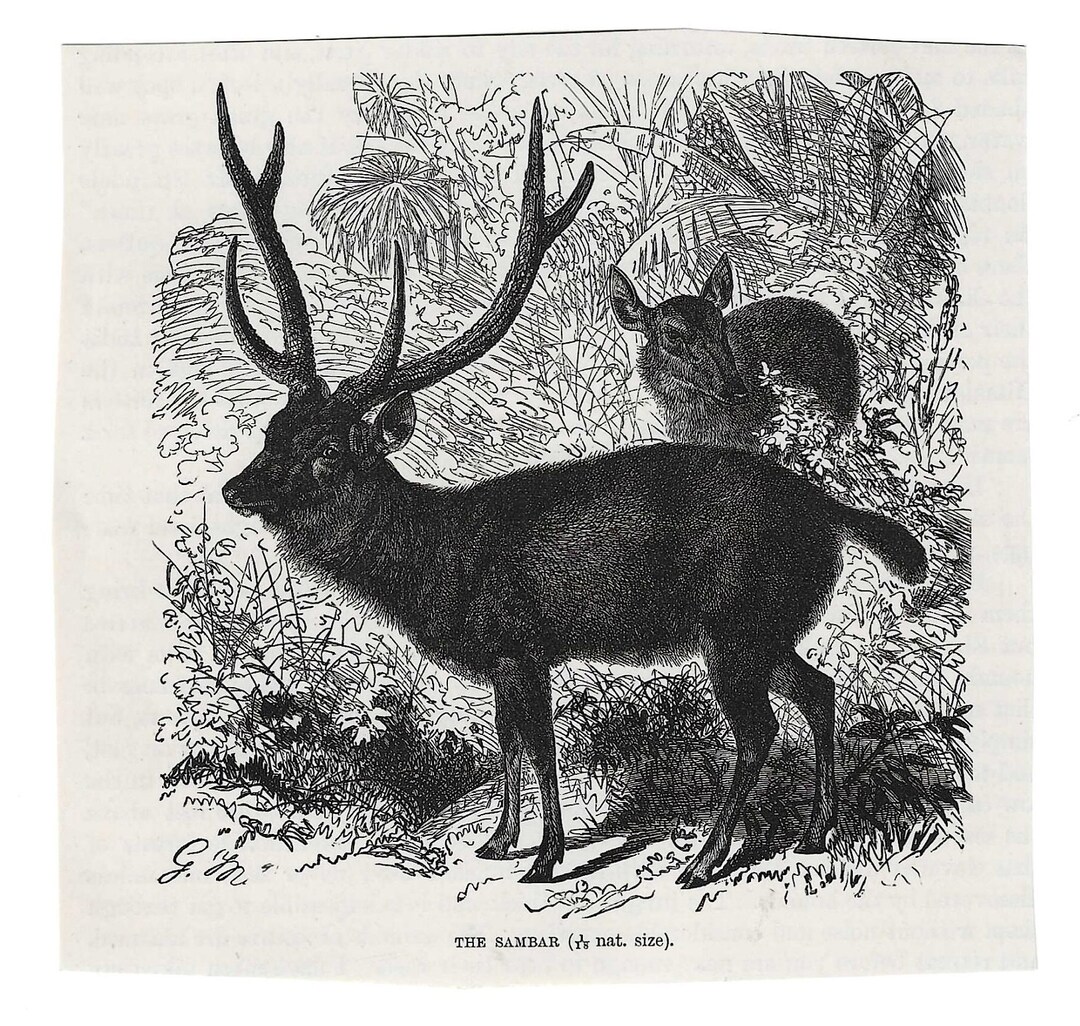 Antique Print SAMBAR DEER Vintage Engraving 1800's Illustration Animal ...