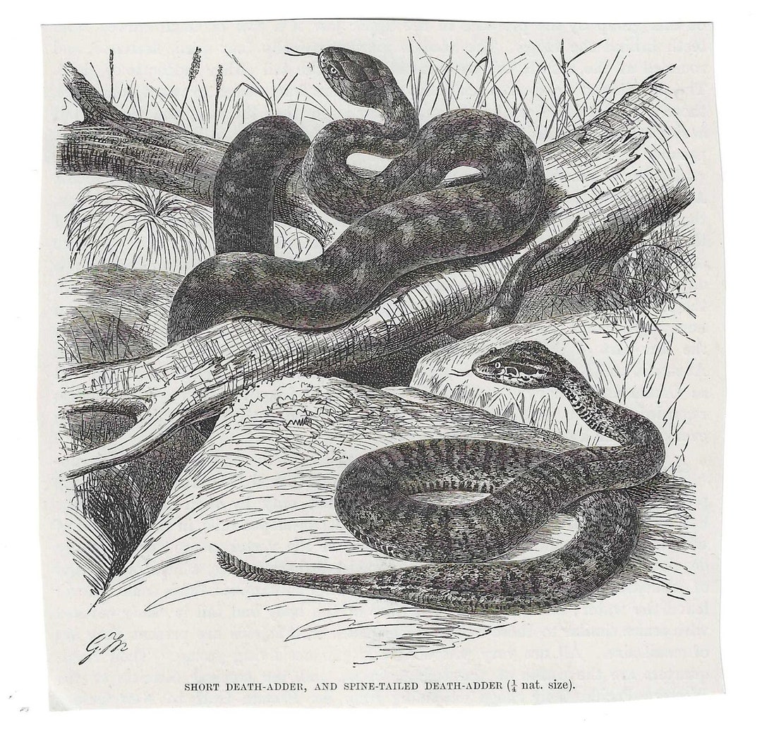 Antique Print DEATH ADDER SNAKES Vintage Engraving 1800's Illustration ...