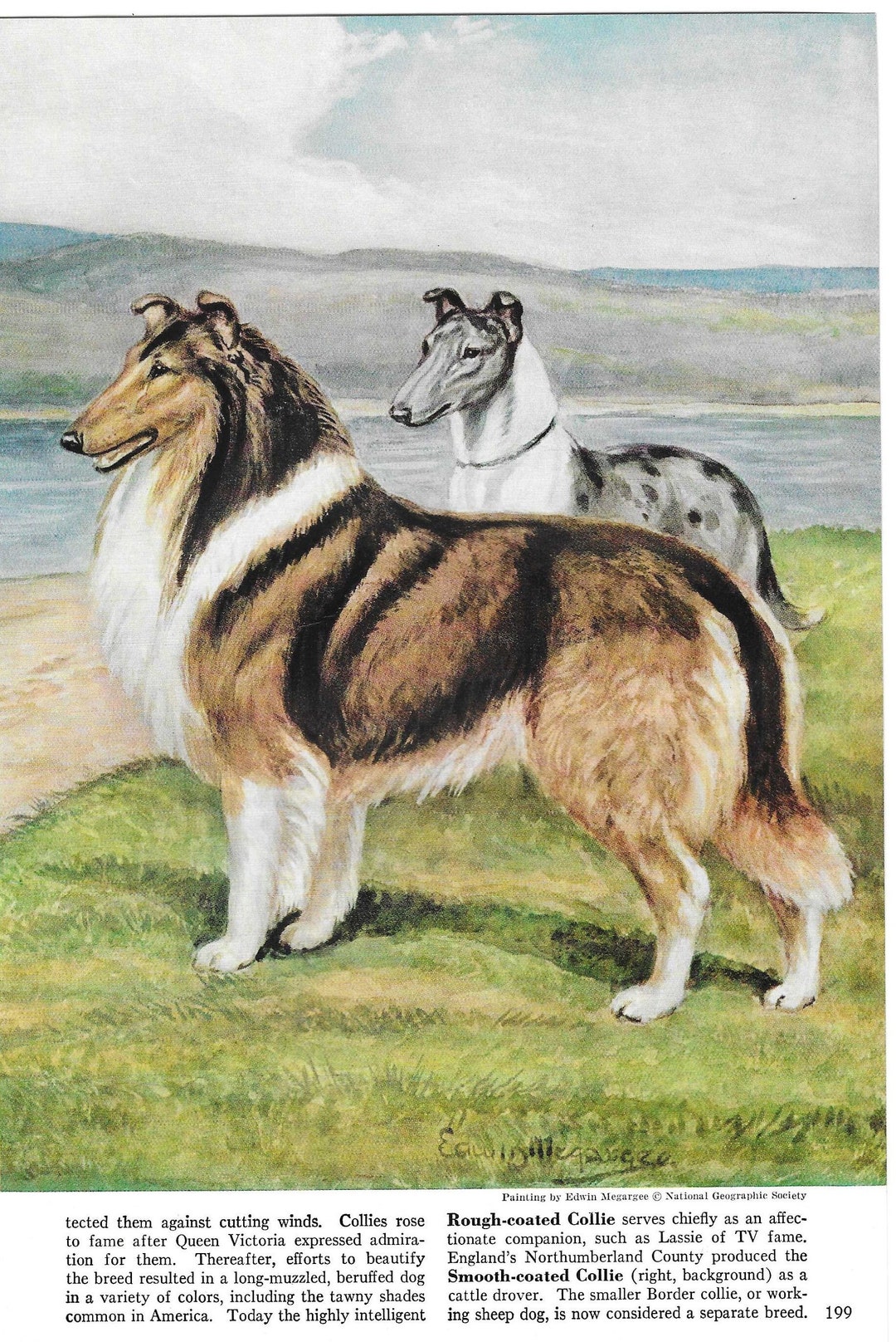 ADORABLE COLLIE DOGS Antique Color Print Vintage Illustration Animal ...