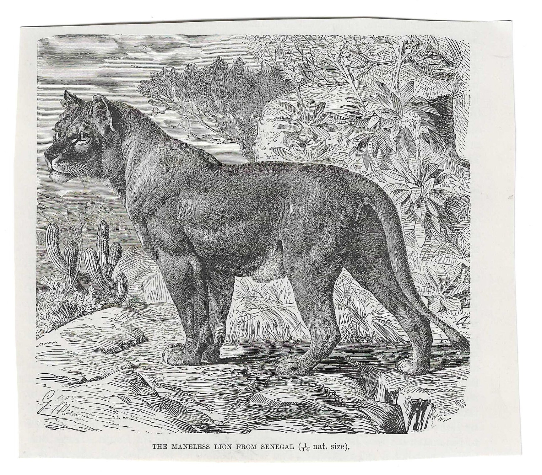 Antique Print MANELESS LION Vintage Engraving 1800's Illustration ...