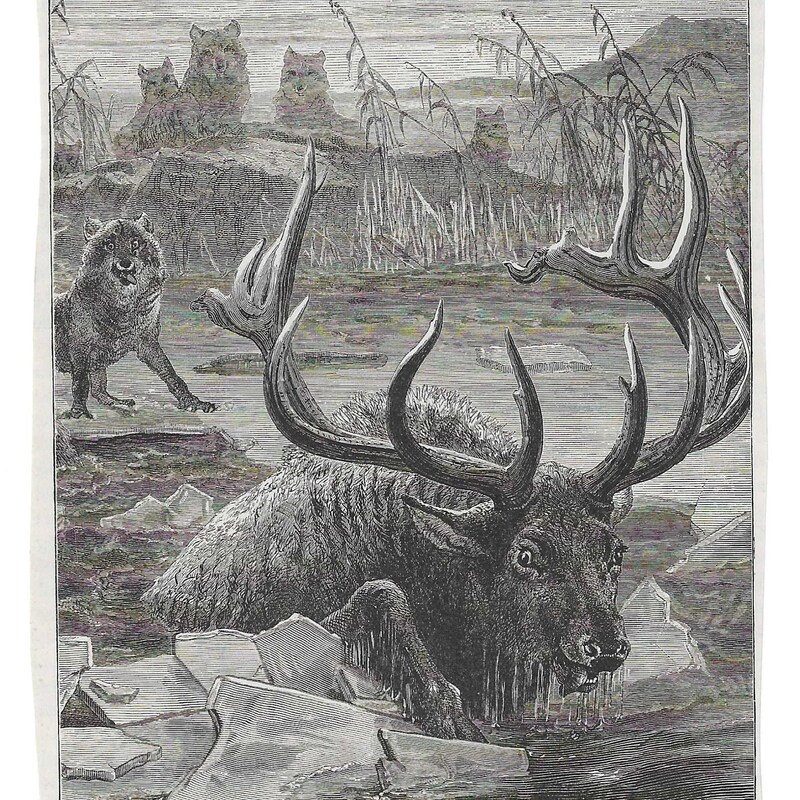 Antique Wolf Etching - Etsy