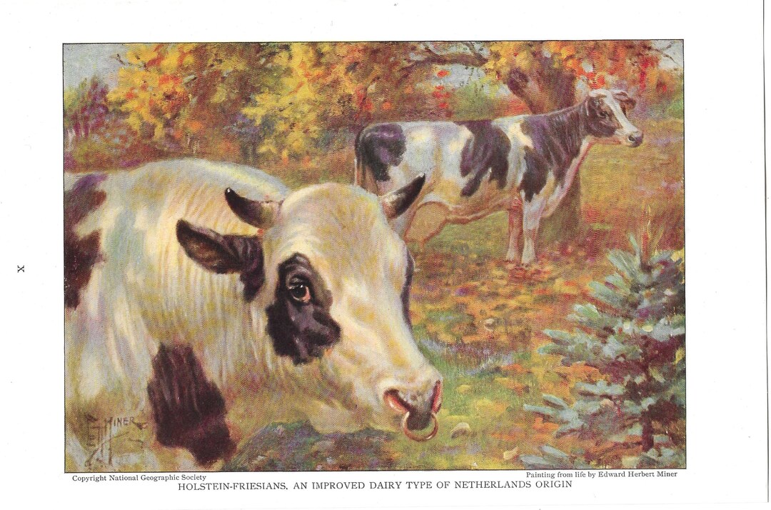HOLSTEIN DAIRY COWS Antique Color Print Vintage Illustration Animal Pet ...