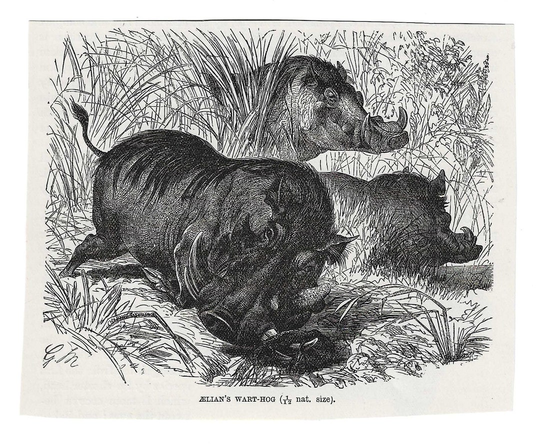 Antique Print CUTE WART HOGS Vintage Engraving 1800's Illustration ...