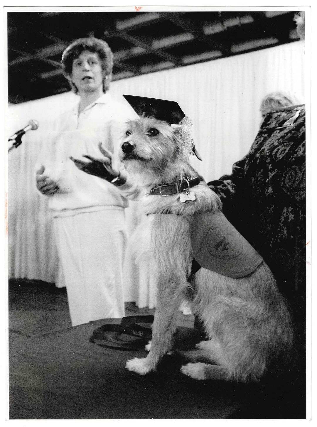 TERRIER GRADUATING SCHOOL Original Dog Photo - Etsy