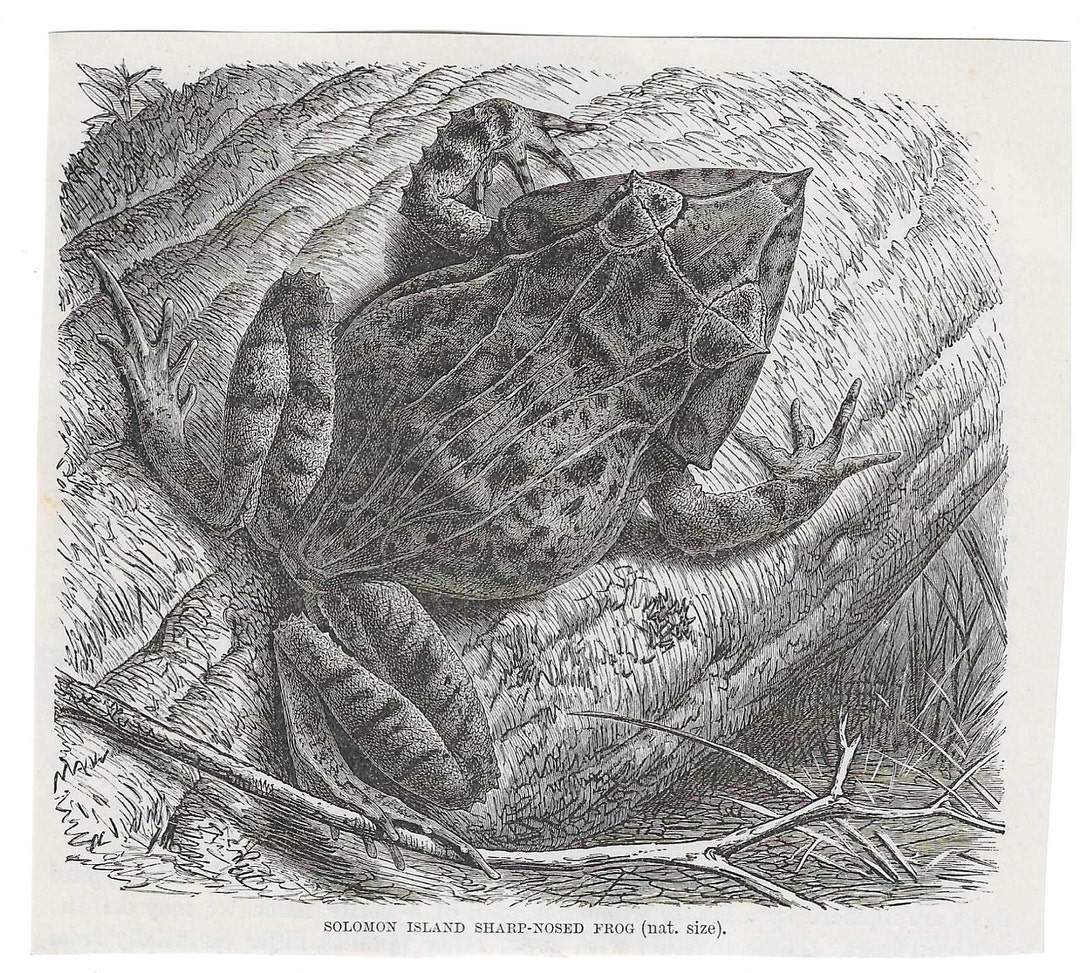 Antique Print SHARP NOSED FROG Vintage Engraving 1800's Illustration ...