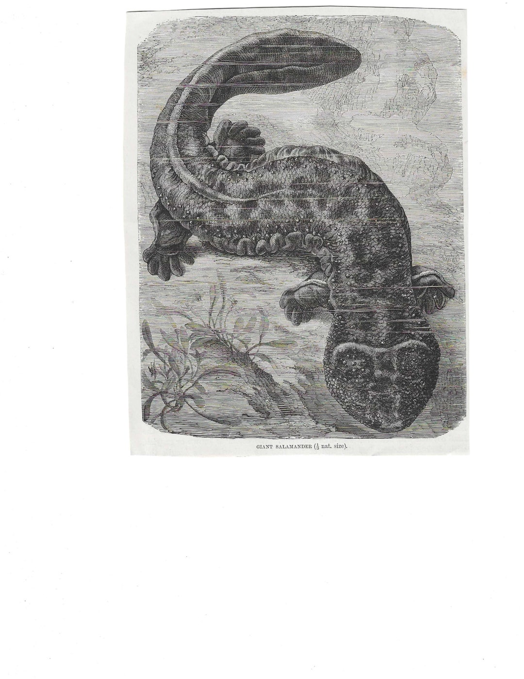 Antique Print GIANT SALAMANDER Vintage Engraving 1800's Illustration ...
