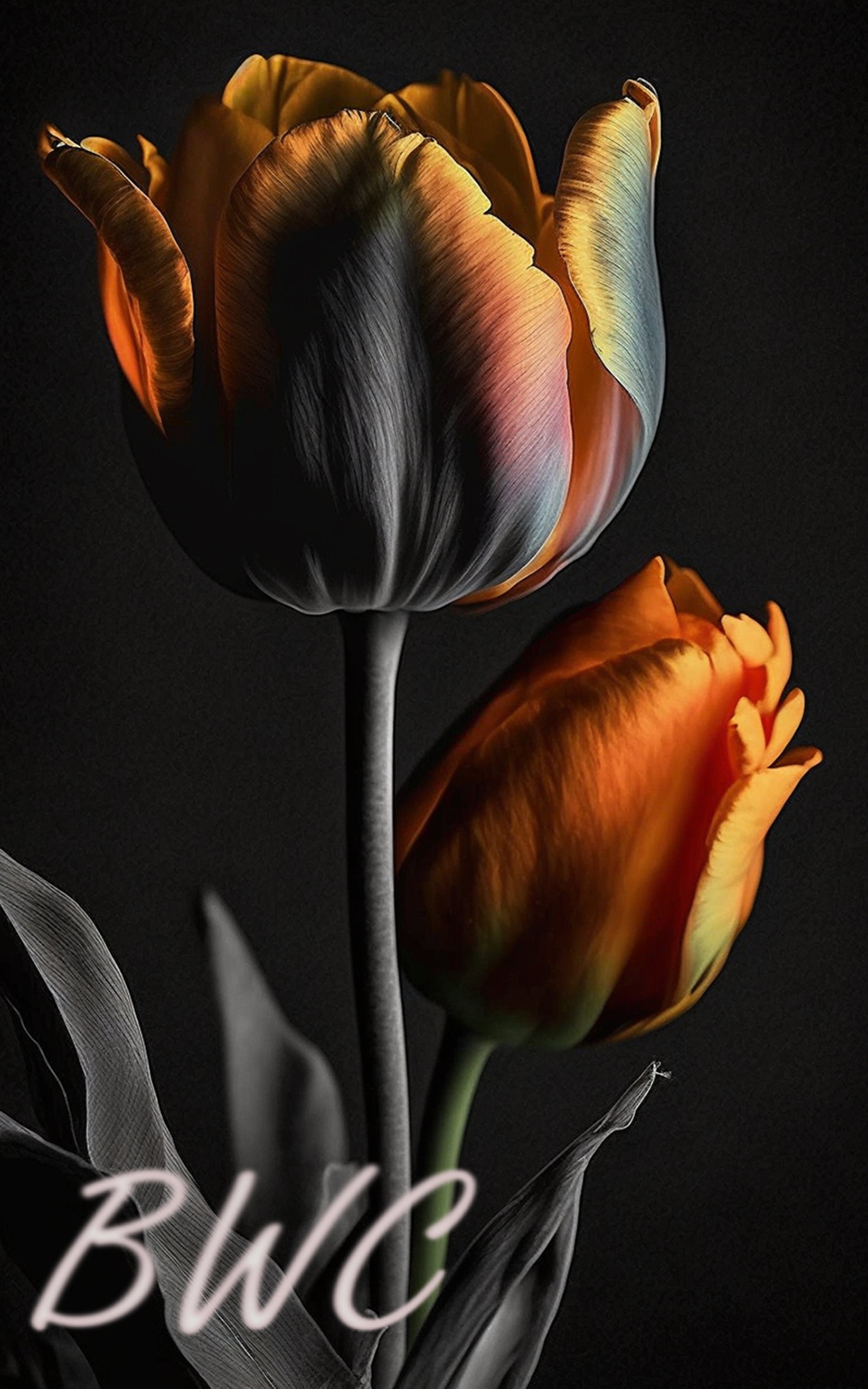 Tulip Digital Art Print in Charcoal Style - Etsy