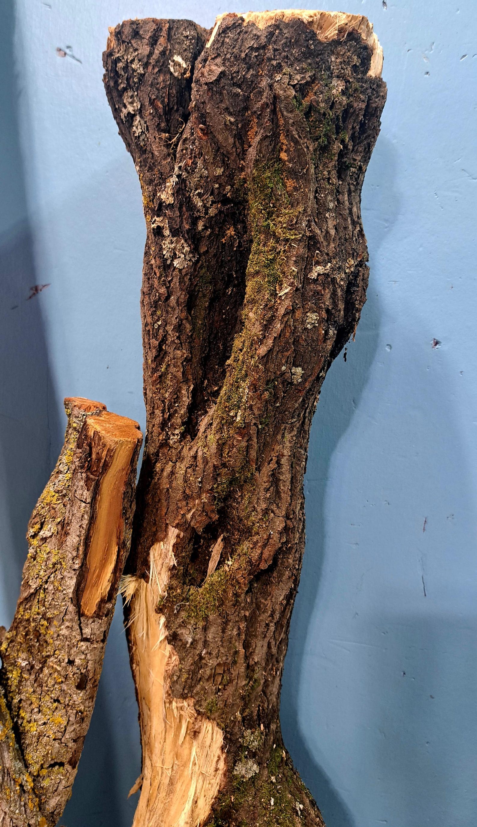 Diamond Willow Logs / Peices - Etsy