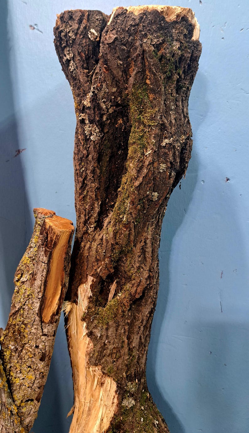 Diamond Willow Logs / Peices - Etsy