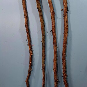 Cedar Walking Sticks / Cedar Decoration / Hiking Sticks - Etsy
