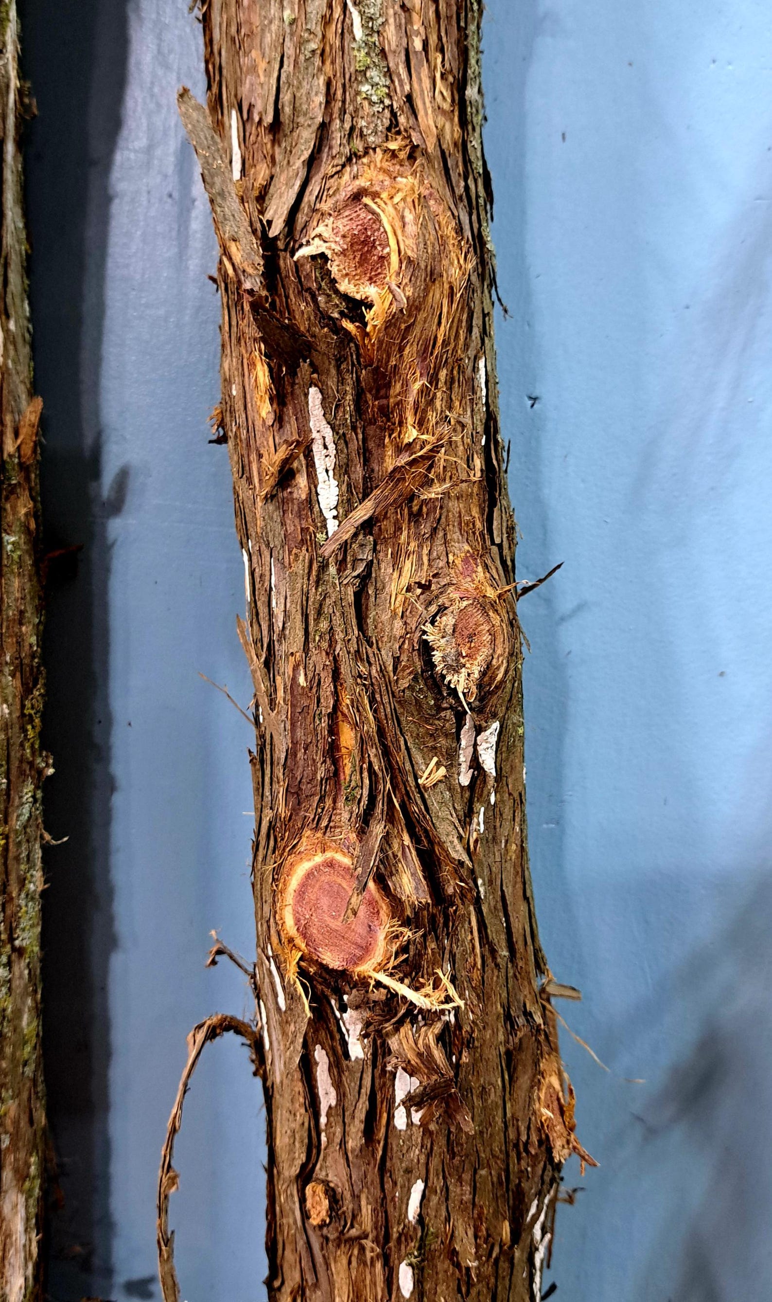 Cedar Logs / Cedar Sticks / Cedar Decoration - Etsy