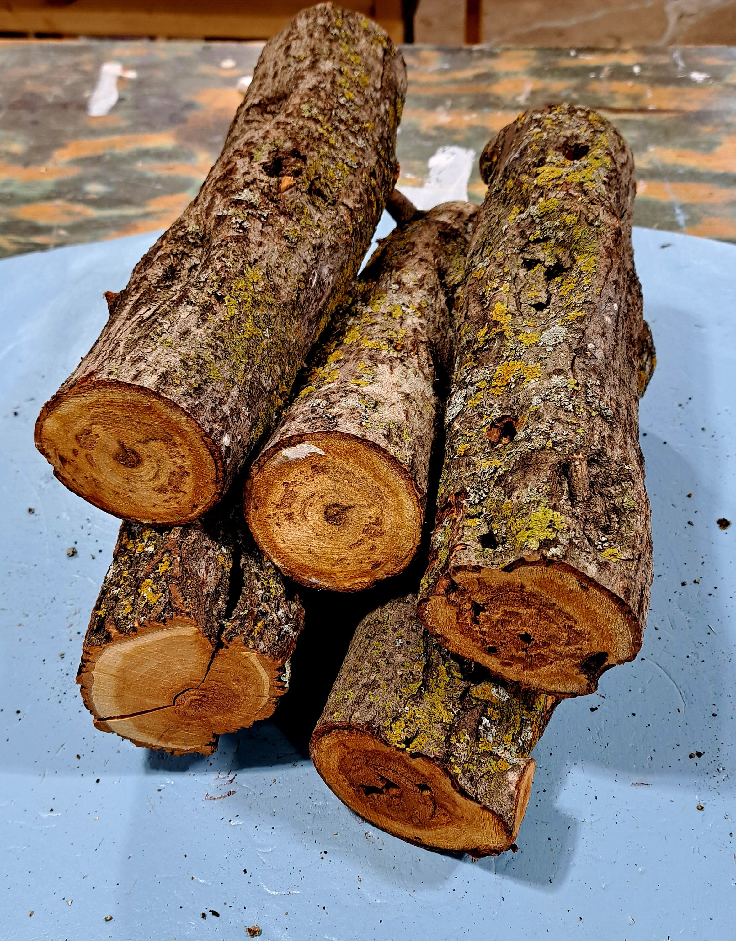 Diamond Willow Logs / Pieces - Etsy