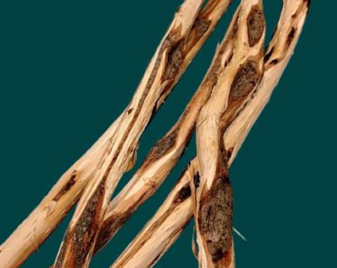Diamond Willow Pieces **5 PACK** / Arts / Crafts / Carving / Whittling ...
