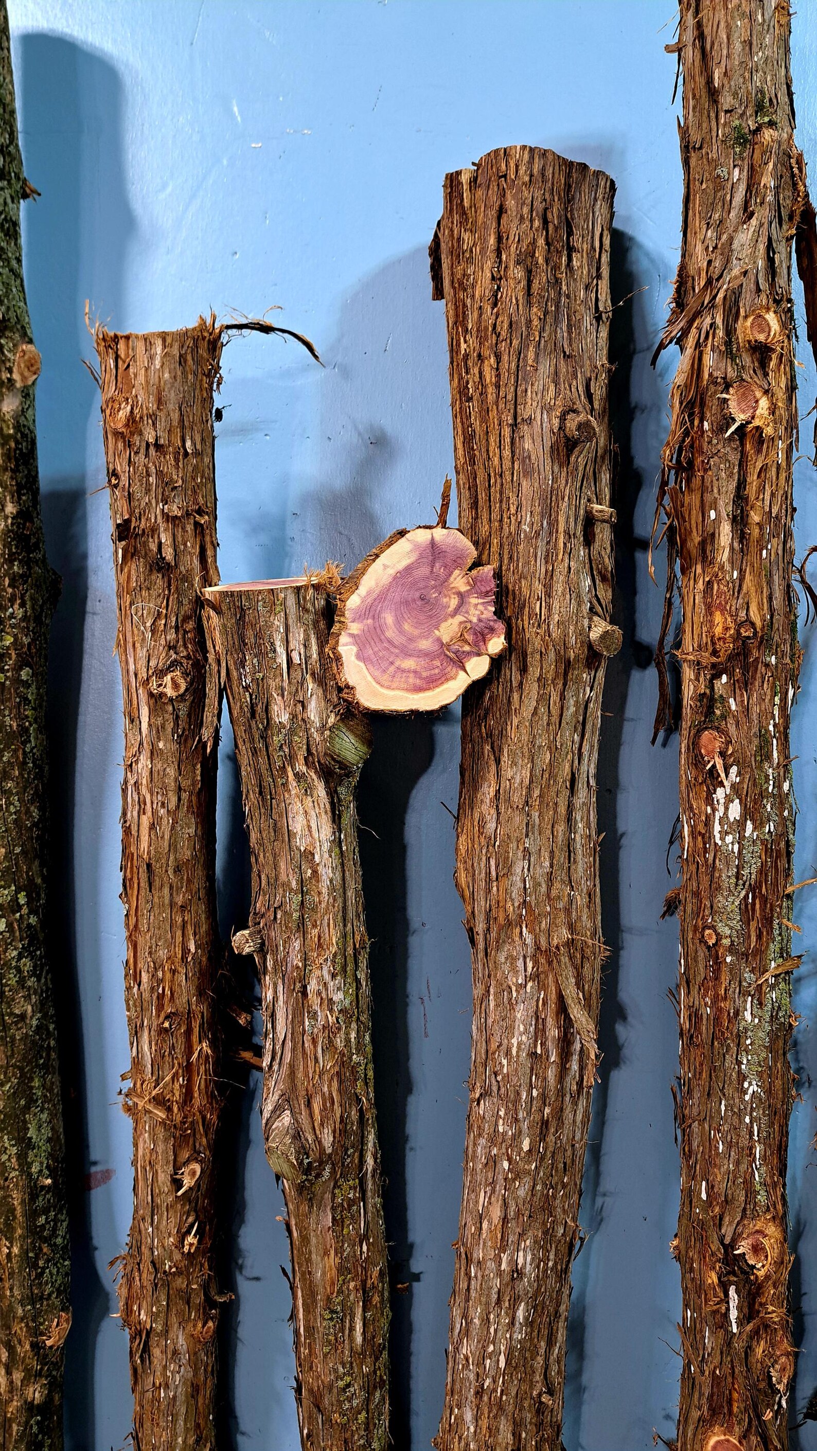 Cedar Logs / Cedar Sticks / Cedar Decoration - Etsy