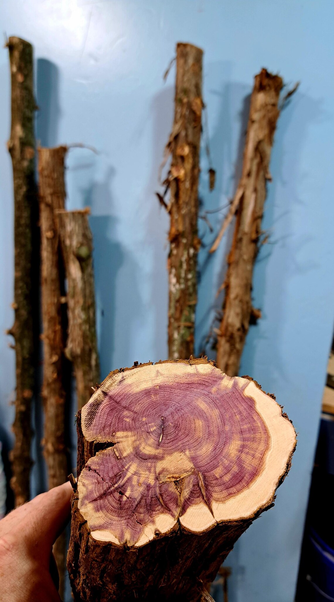 Cedar Walking Sticks / Cedar Decoration / Hiking Sticks - Etsy