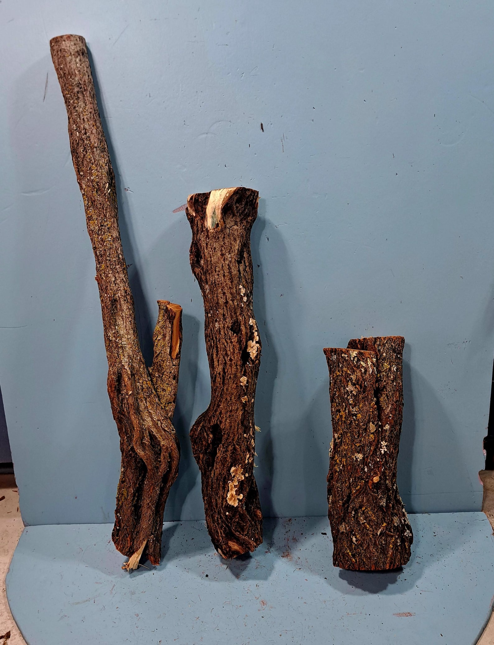 Diamond Willow Logs / Peices - Etsy
