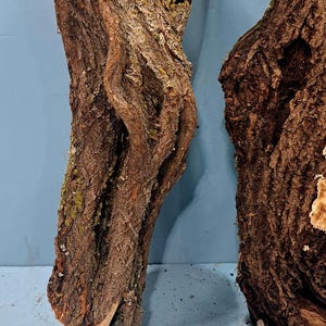 Diamond Willow Logs / Peices - Etsy