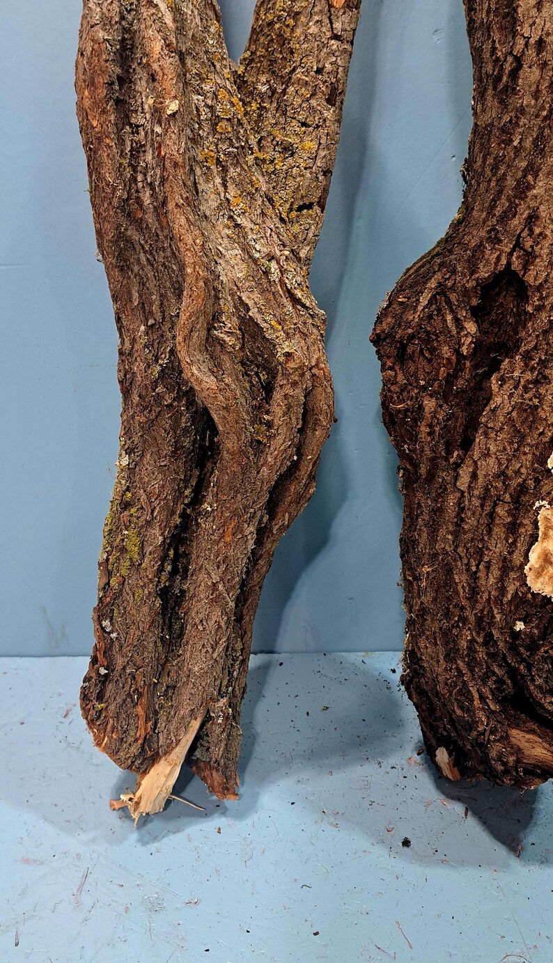 Diamond Willow Logs / Peices - Etsy