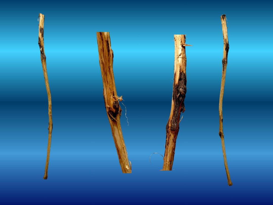 Diamond Willow Blank Walking Stick / Staff / Hiking Stick - Etsy